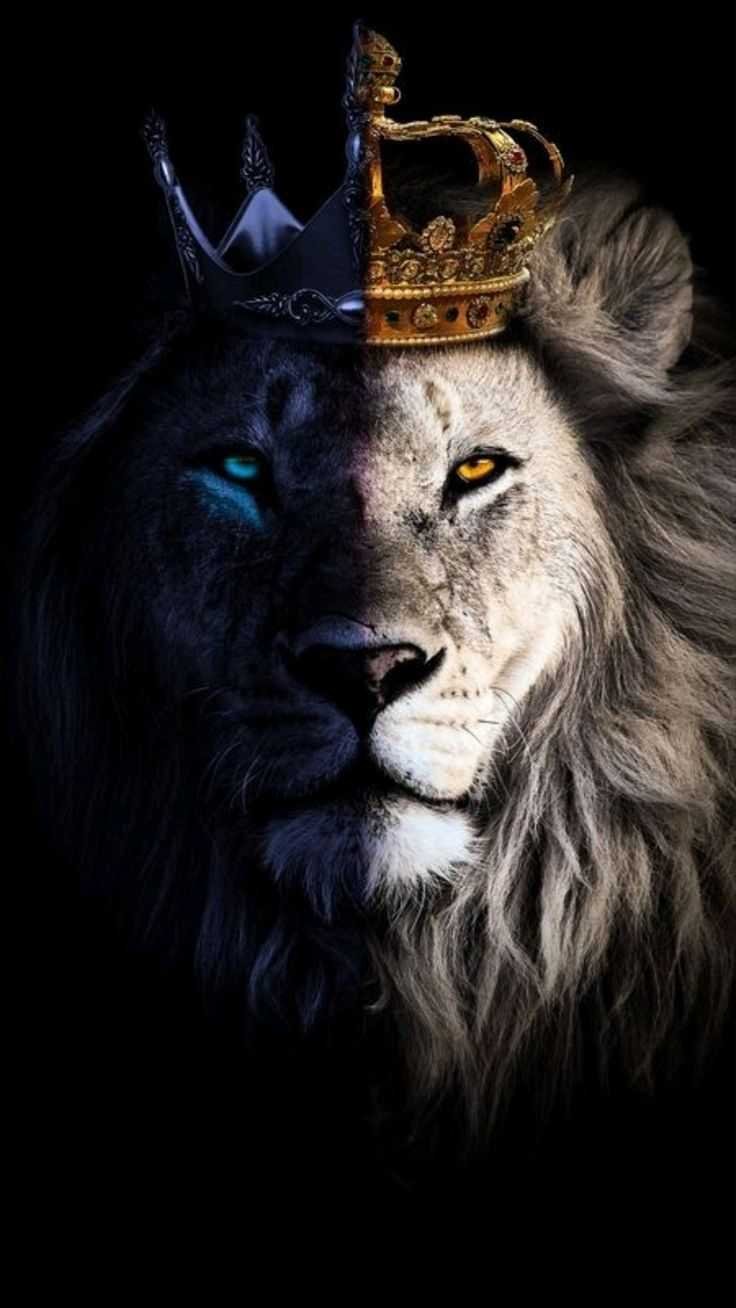 [1050+] Stunning HD Lion DP, Photos, Images, Pictures and Wallpapers ...