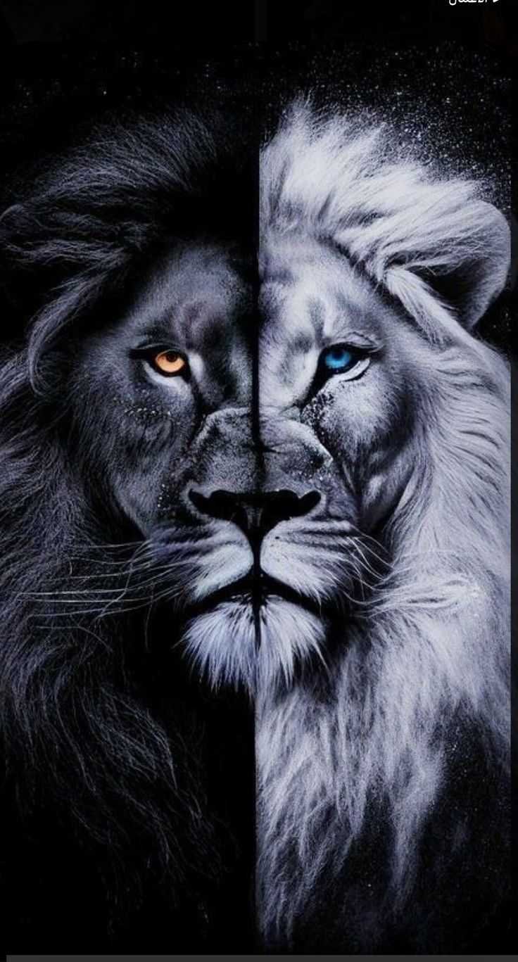 [1050+] Stunning HD Lion DP, Photos, Images, Pictures and Wallpapers ...