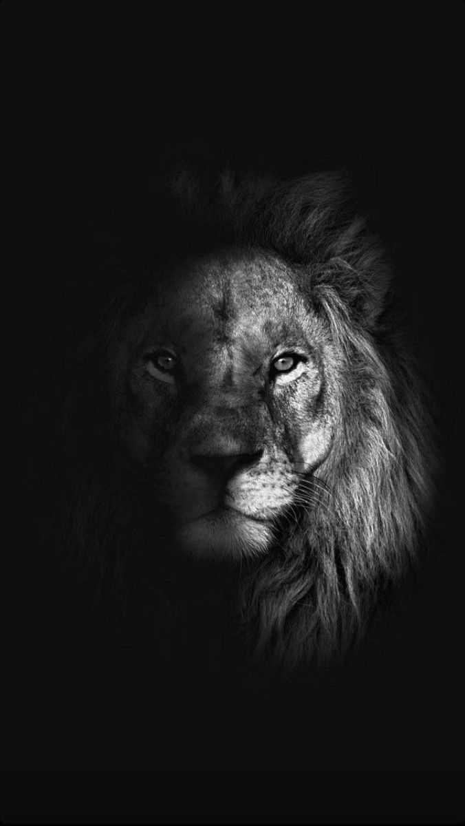 [1050+] Stunning HD Lion DP, Photos, Images, Pictures and Wallpapers ...