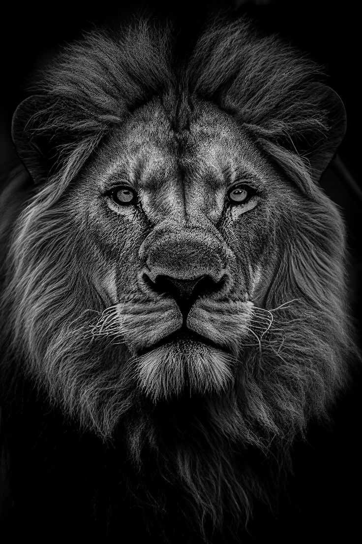 [1050+] Stunning HD Lion DP, Photos, Images, Pictures and Wallpapers ...