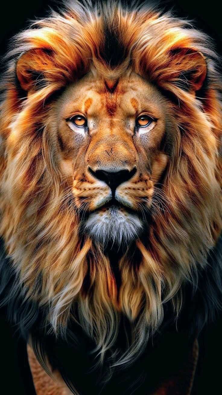 [1050+] Stunning HD Lion DP, Photos, Images, Pictures and Wallpapers ...