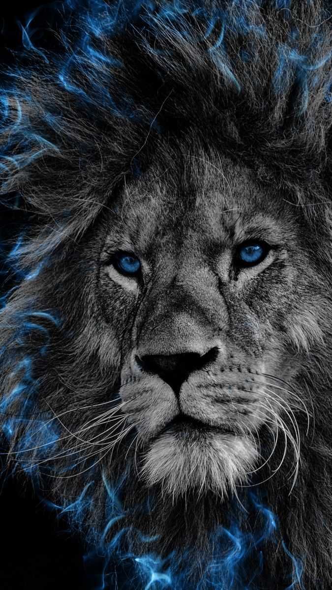 [1050+] Stunning HD Lion DP, Photos, Images, Pictures and Wallpapers ...