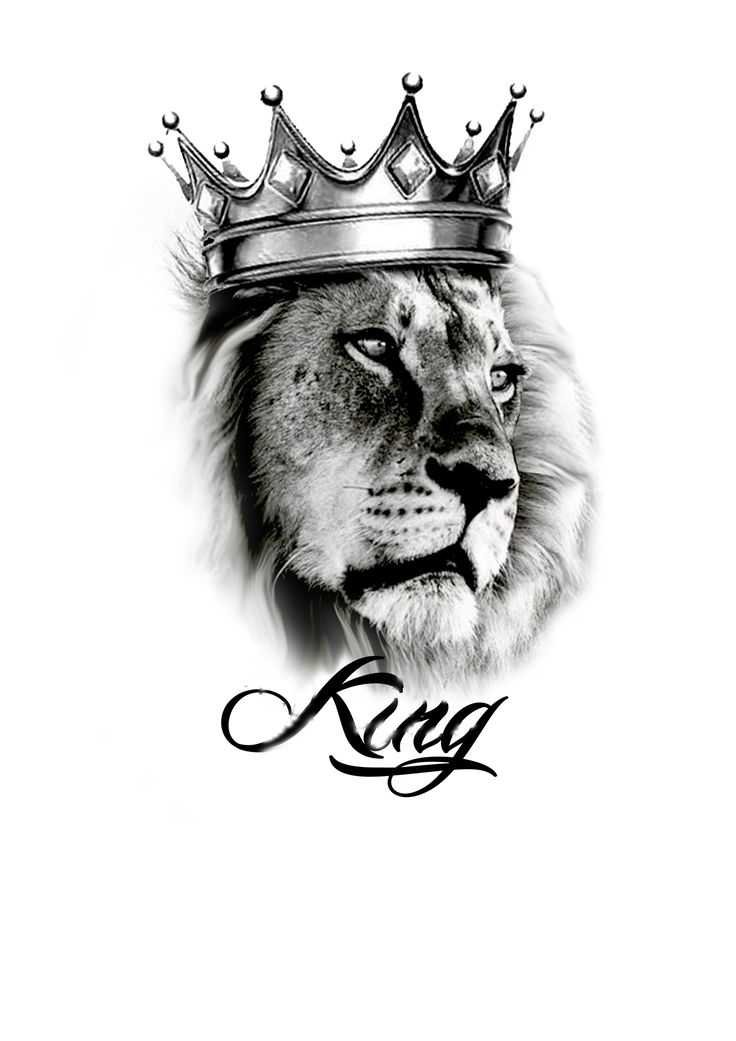 [1050+] Stunning HD Lion DP, Photos, Images, Pictures and Wallpapers ...