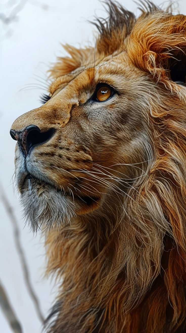 [1050+] Stunning HD Lion DP, Photos, Images, Pictures and Wallpapers ...