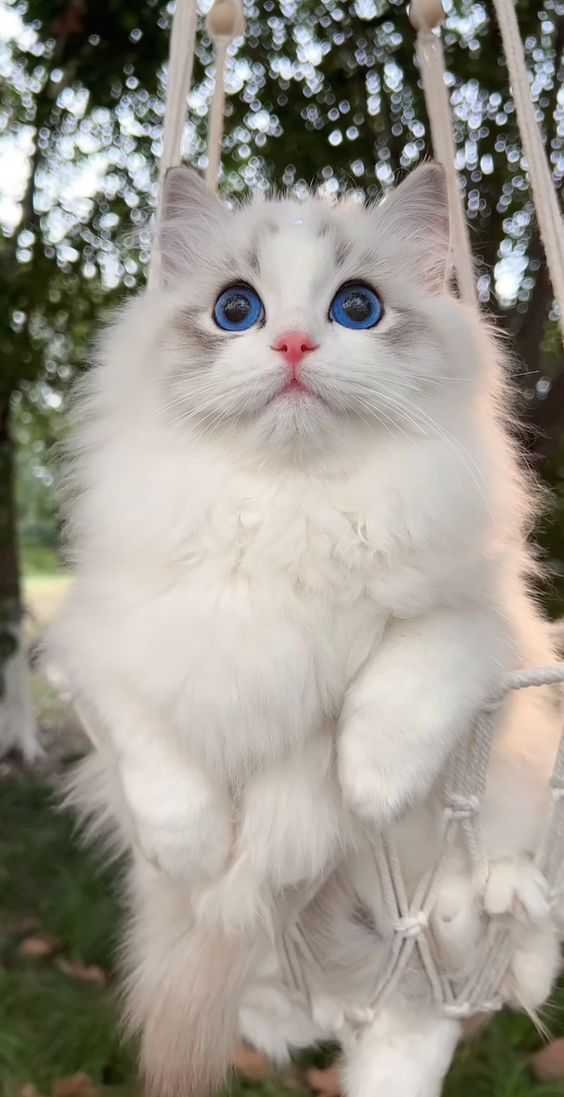 [1210+] Cute Cat DP, Photos, Images and Pics Download Now - BuzzFreek
