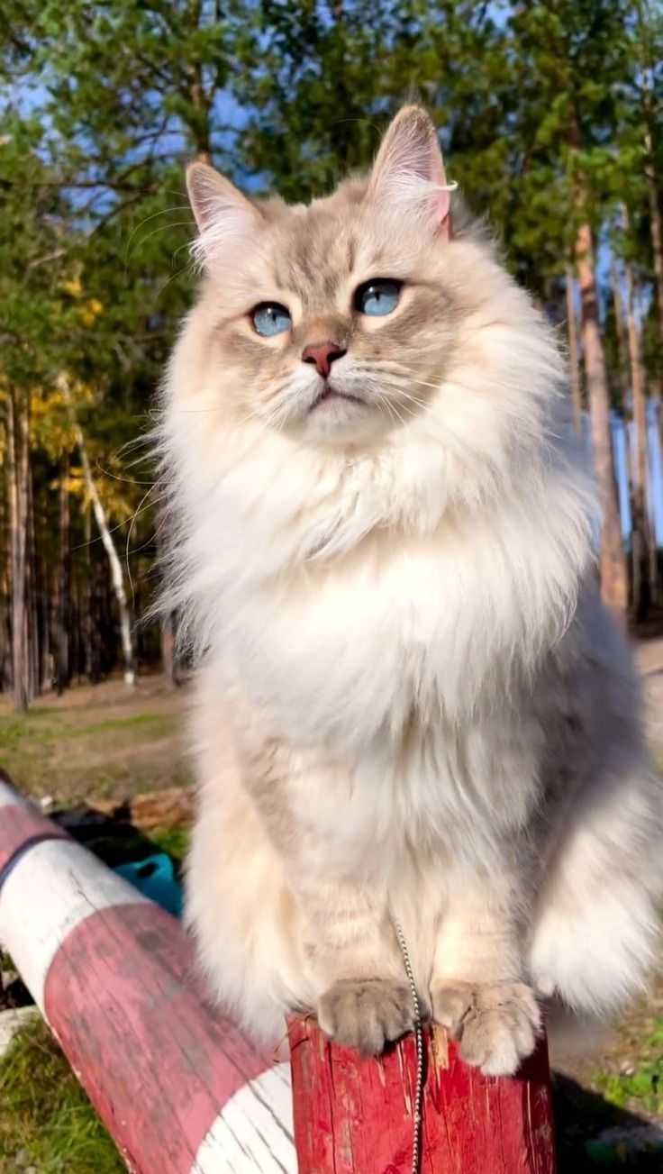 [1210+] Cute Cat DP, Photos, Images and Pics Download Now - BuzzFreek