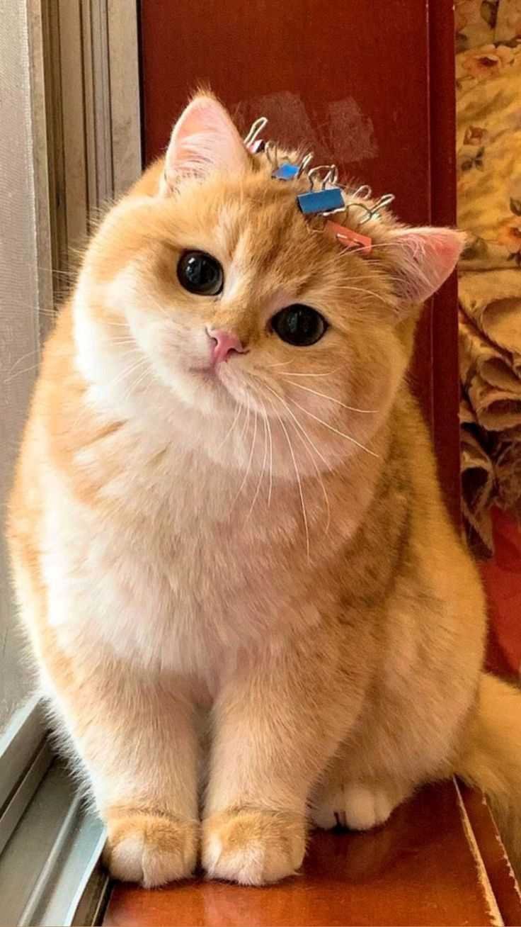 [1210+] Cute Cat DP, Photos, Images and Pics Download Now - BuzzFreek