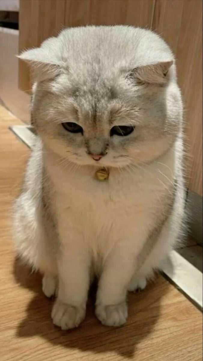 [1210+] Cute Cat DP, Photos, Images and Pics Download Now - BuzzFreek
