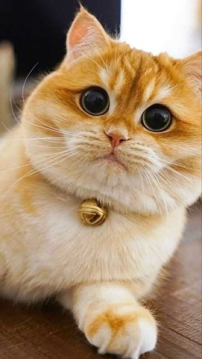 [1210+] Cute Cat DP, Photos, Images and Pics Download Now - BuzzFreek