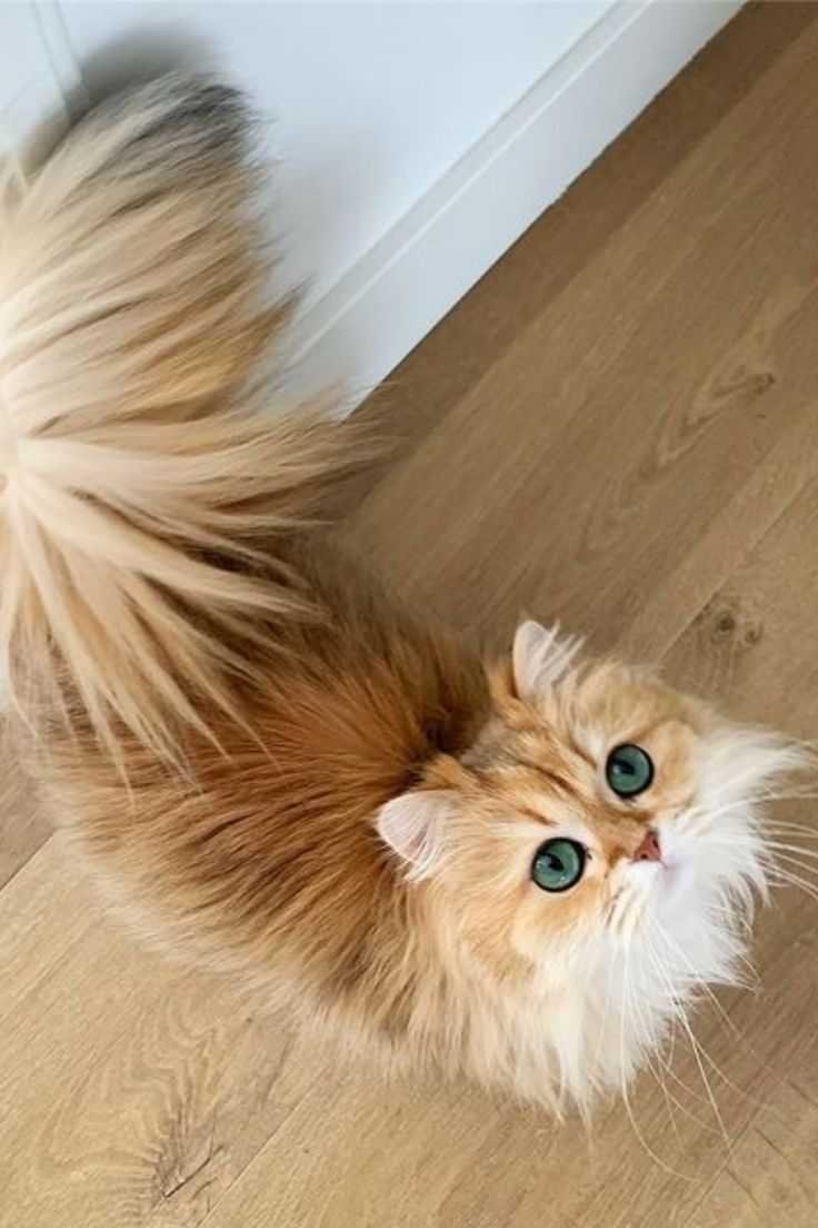 [1210+] Cute Cat DP, Photos, Images and Pics Download Now - BuzzFreek