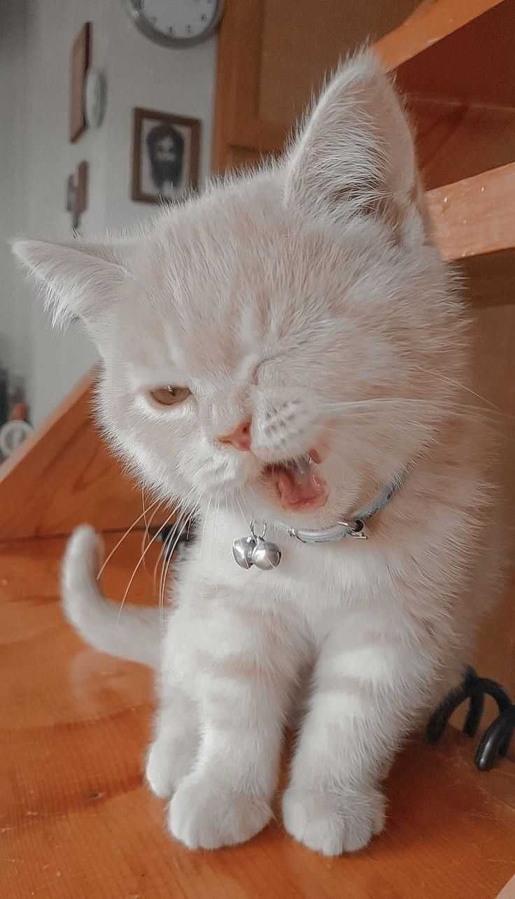 [1210+] Cute Cat DP, Photos, Images and Pics Download Now - BuzzFreek