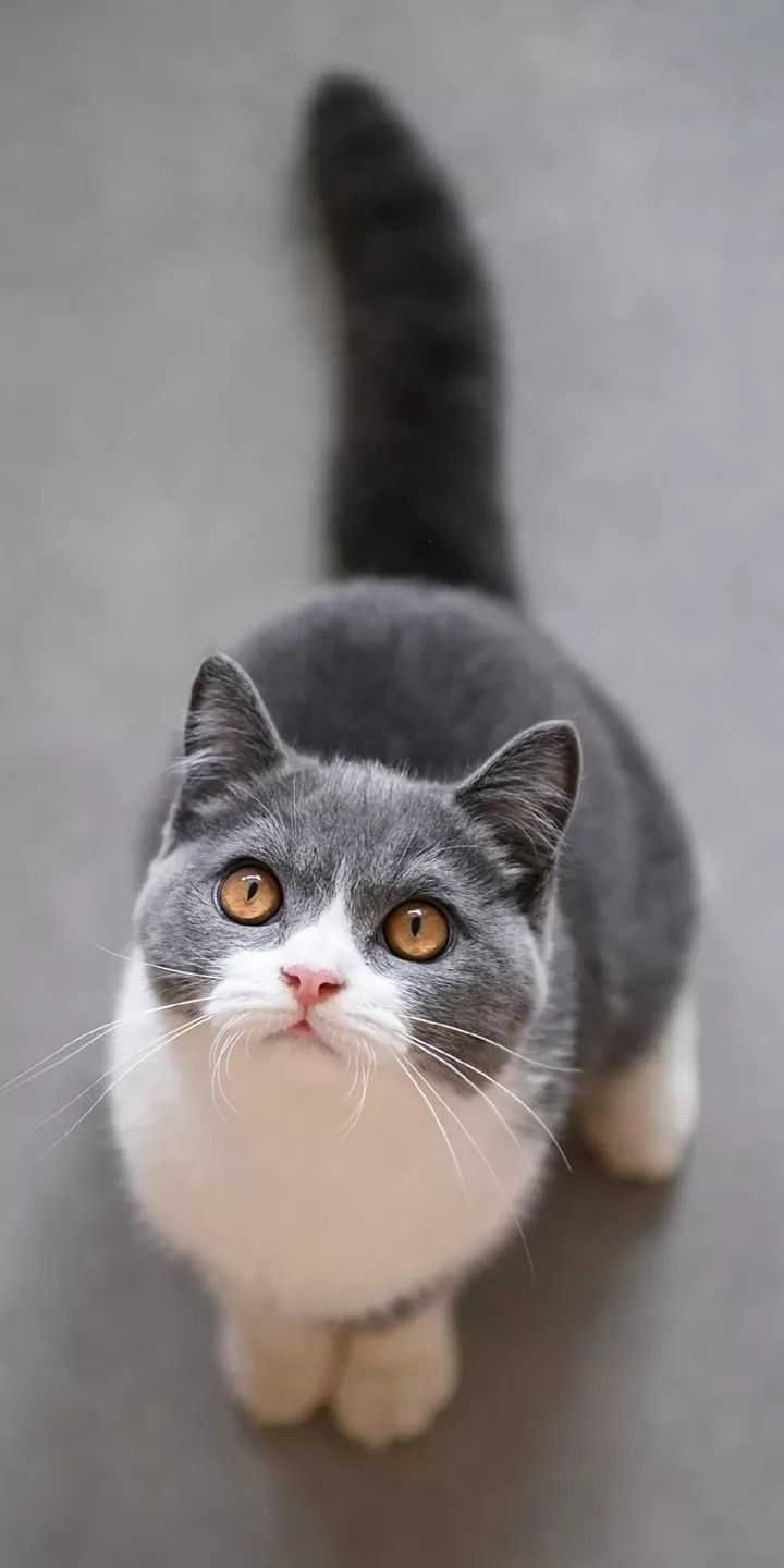 [1210+] Cute Cat DP, Photos, Images and Pics Download Now - BuzzFreek